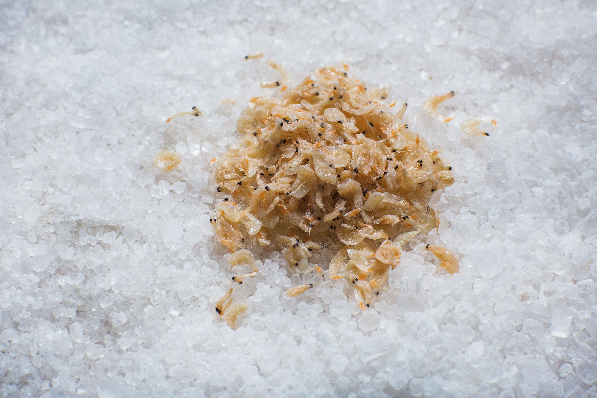 Aviú - Instituto Brasil a Gosto