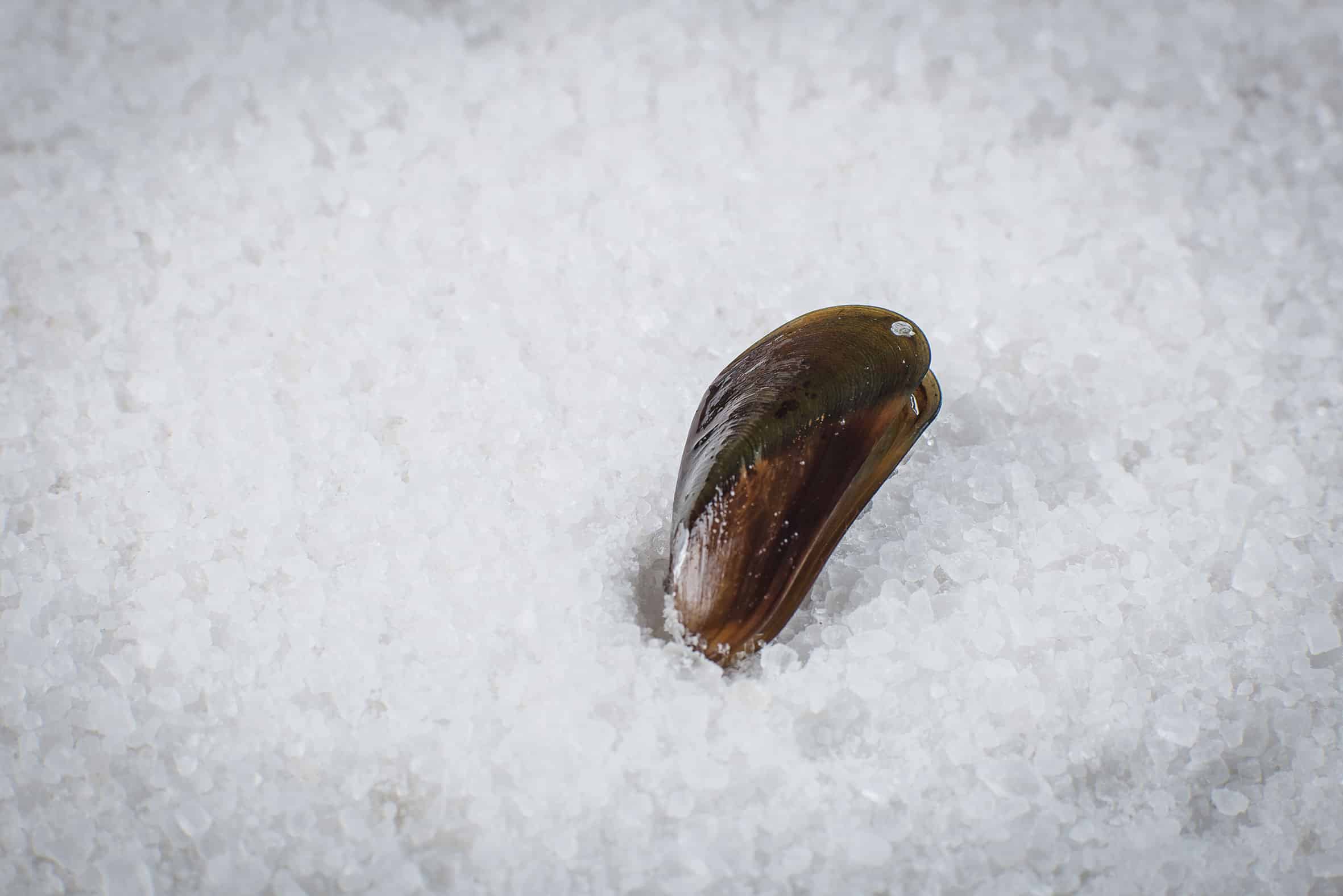 Charru Mussel - Instituto Brasil a Gosto