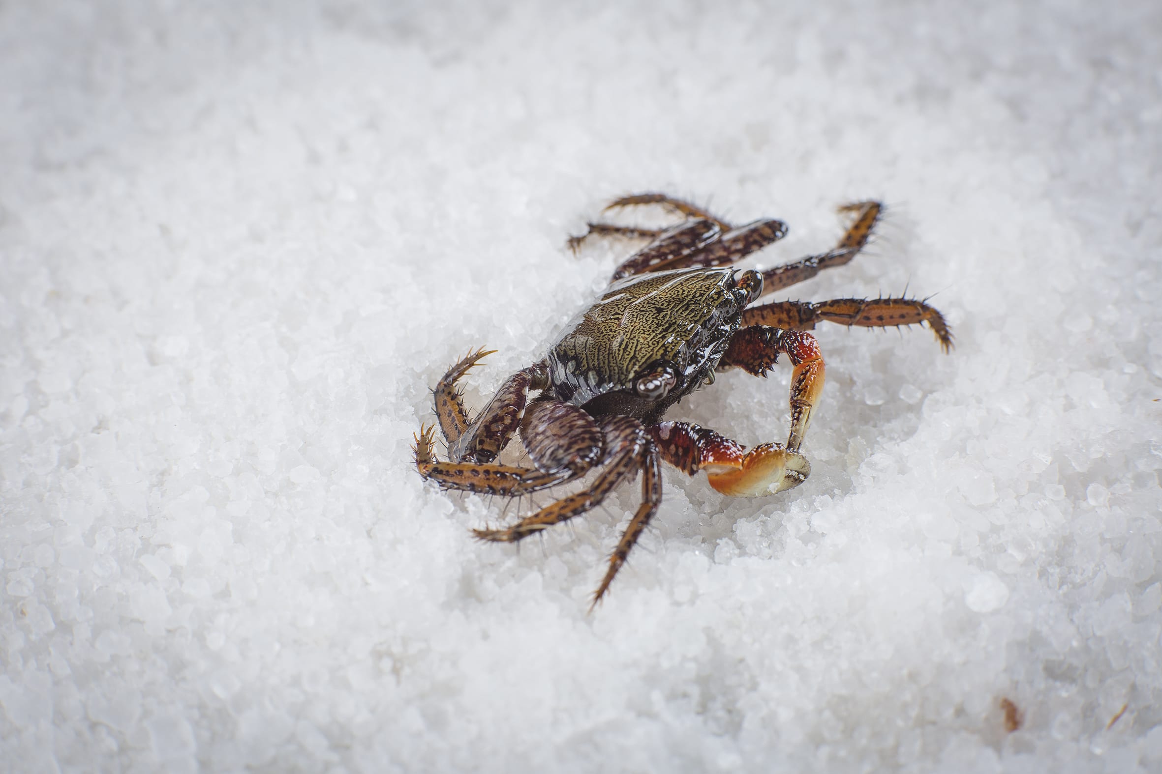 Mangrove Tree Crab - Instituto Brasil a Gosto