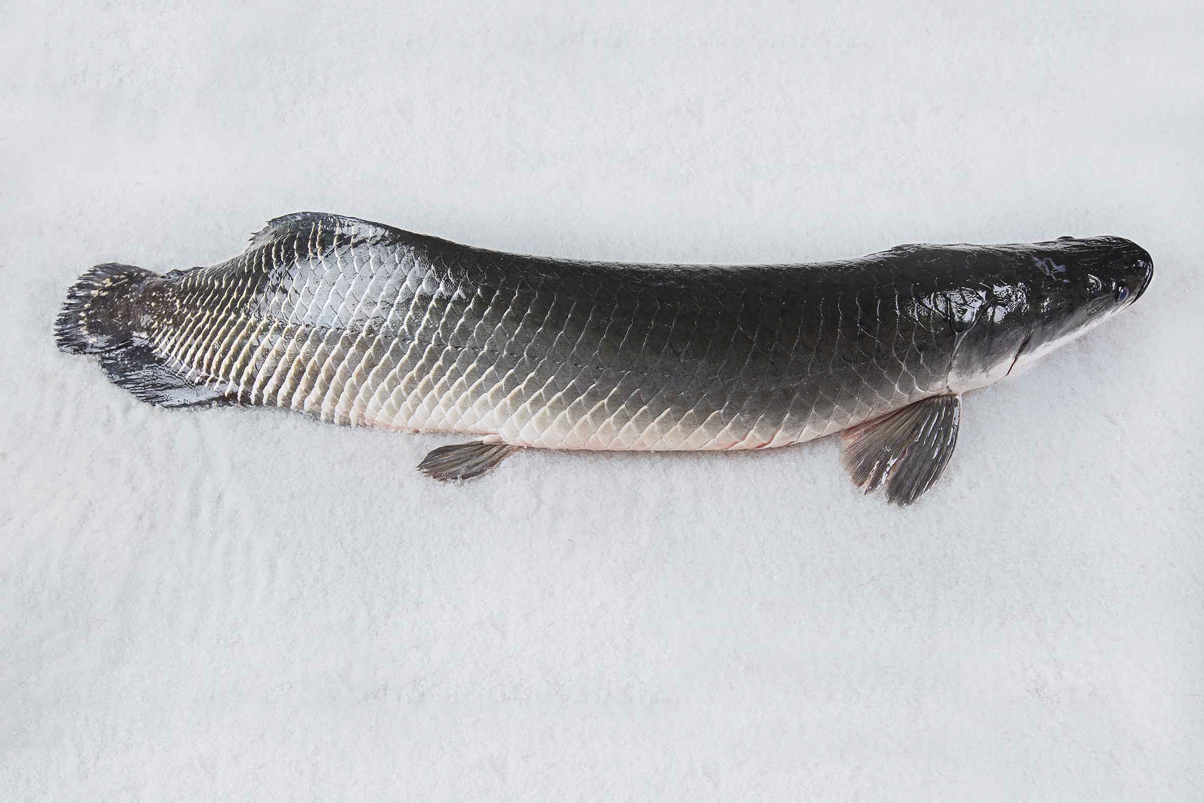 Paiche - Instituto Brasil a Gosto