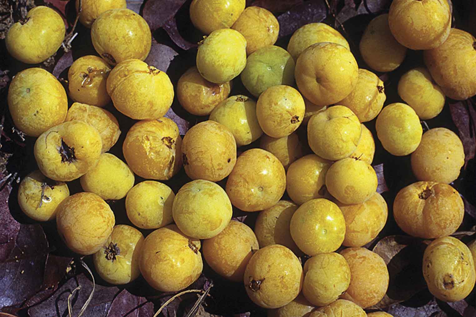 Cagaita - Instituto Brasil a Gosto