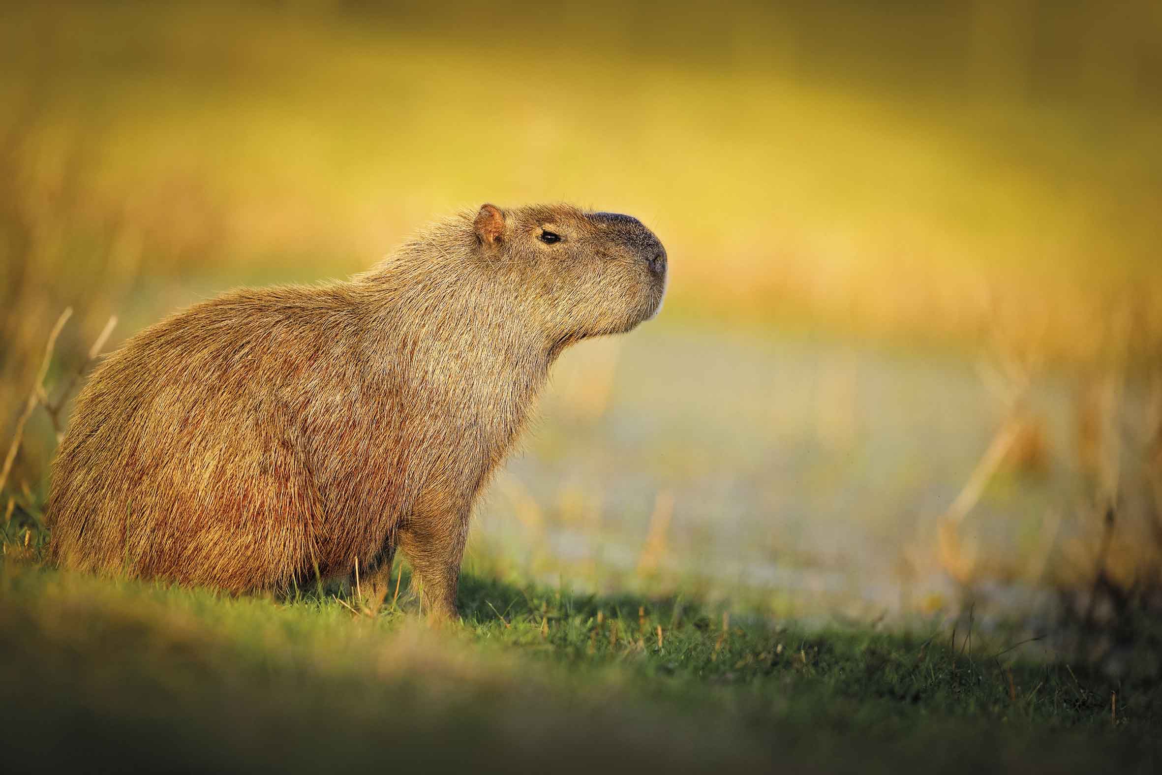 Capybara - Instituto Brasil a Gosto