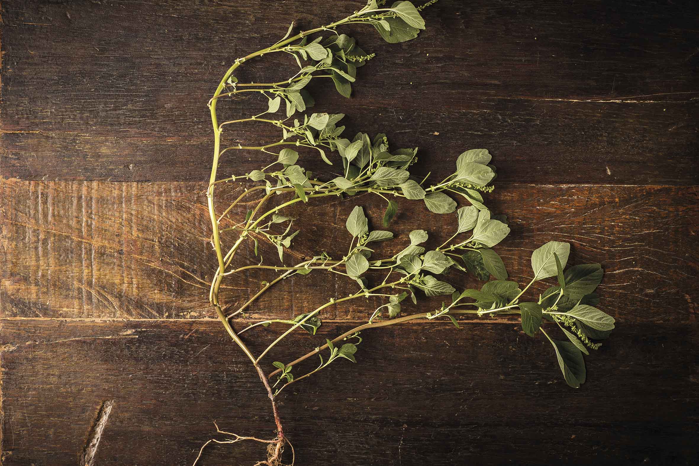 Caruru - Instituto Brasil a Gosto