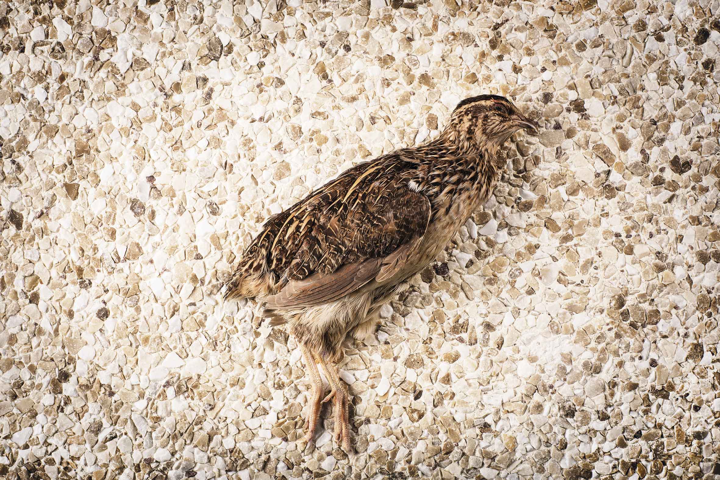Quail - Instituto Brasil a Gosto