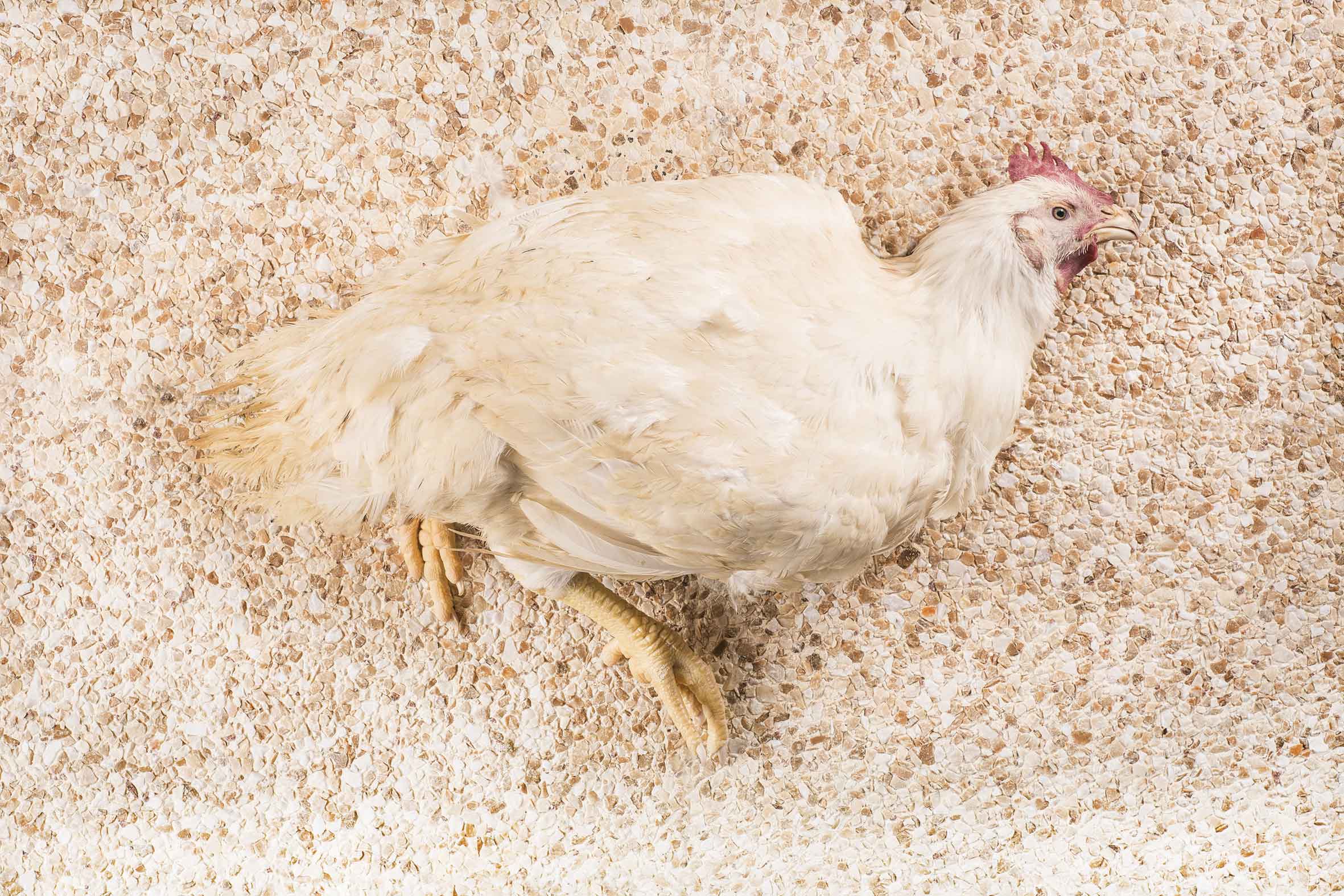 Frango - Instituto Brasil a Gosto