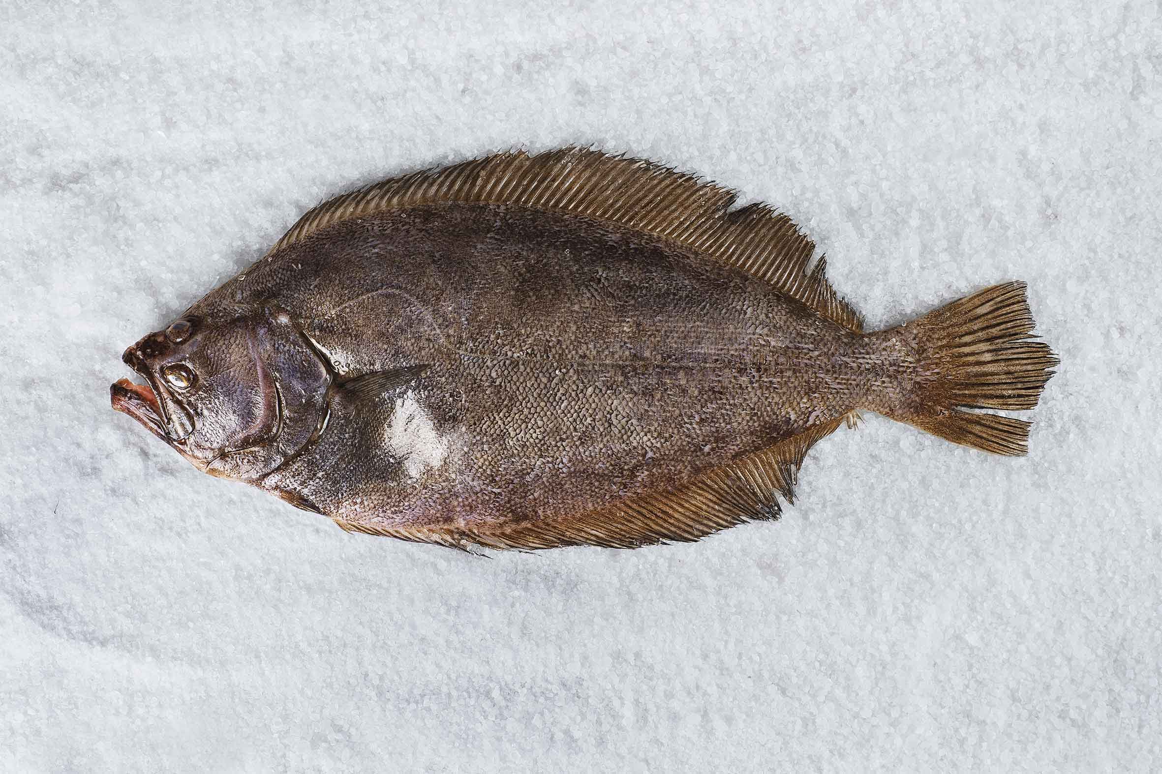 Linguado - Instituto Brasil a Gosto