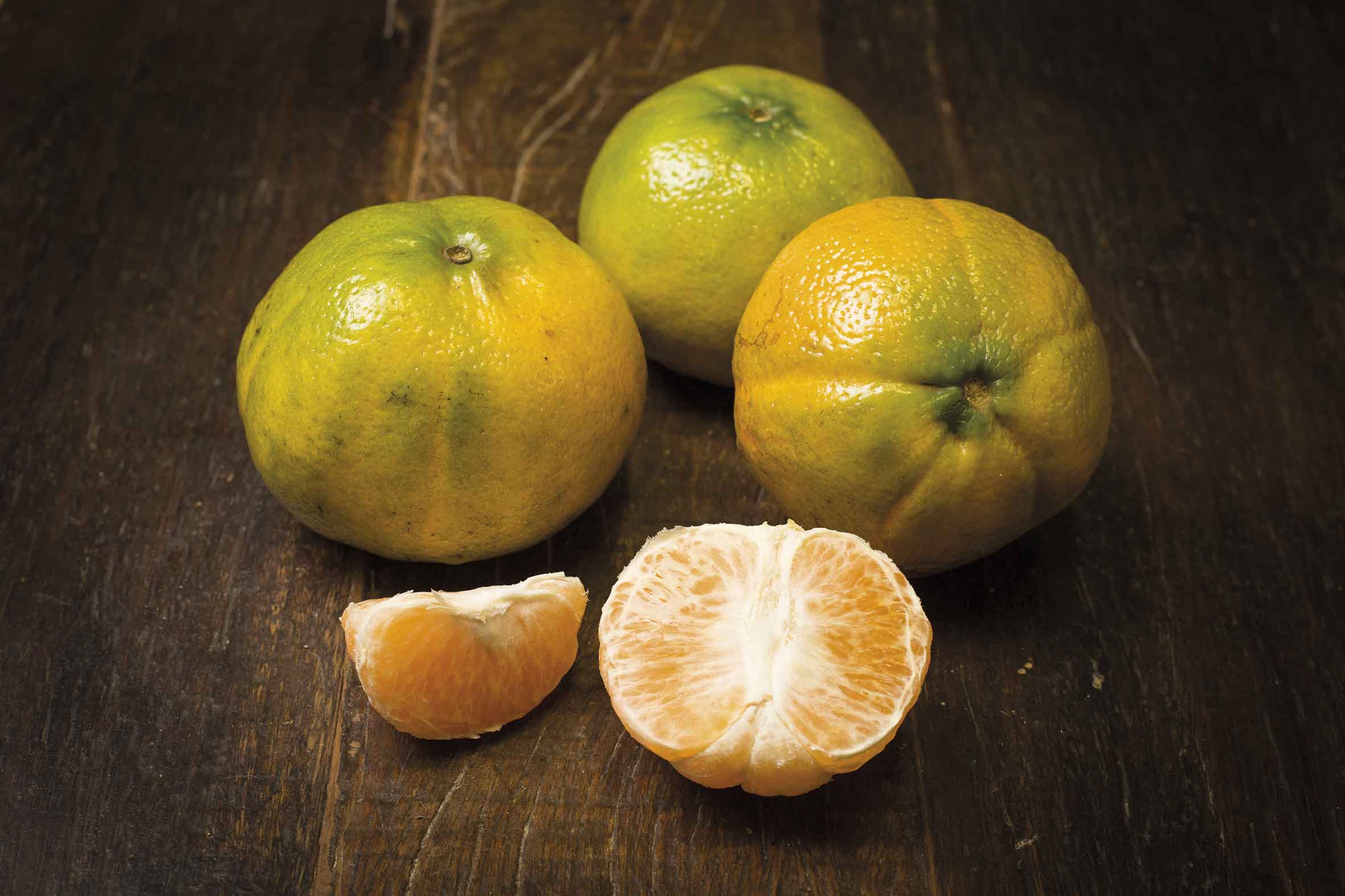 Mexerica Murcote - Instituto Brasil a Gosto