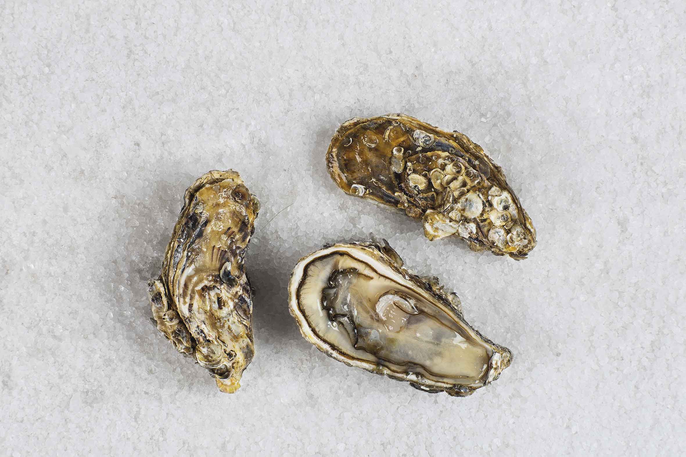 Ostra - Instituto Brasil a Gosto