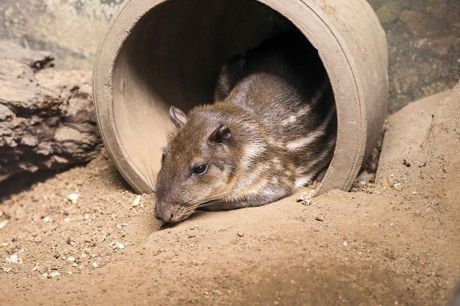 Paca - Instituto Brasil a Gosto