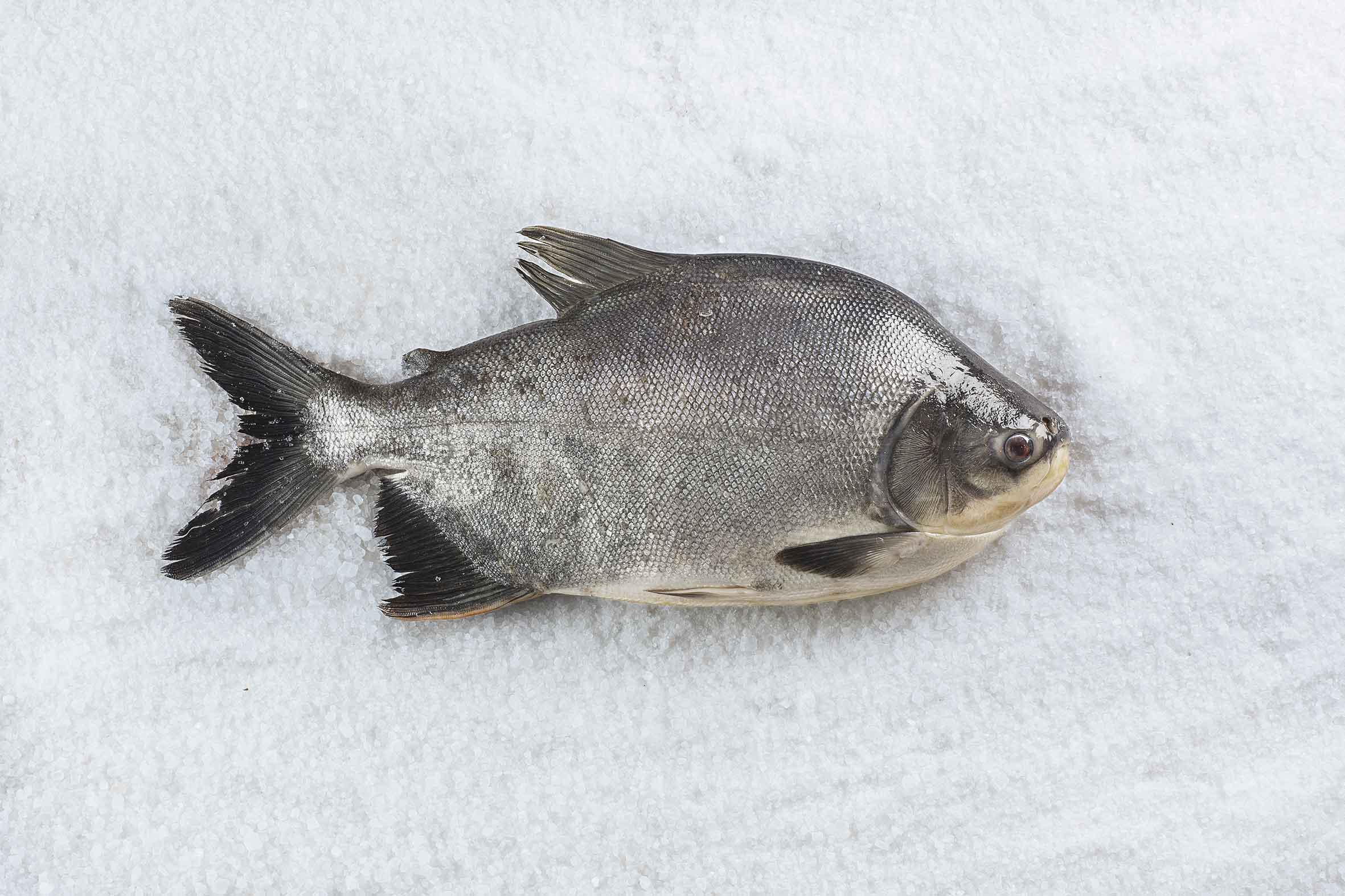 Pacu - Instituto Brasil a Gosto