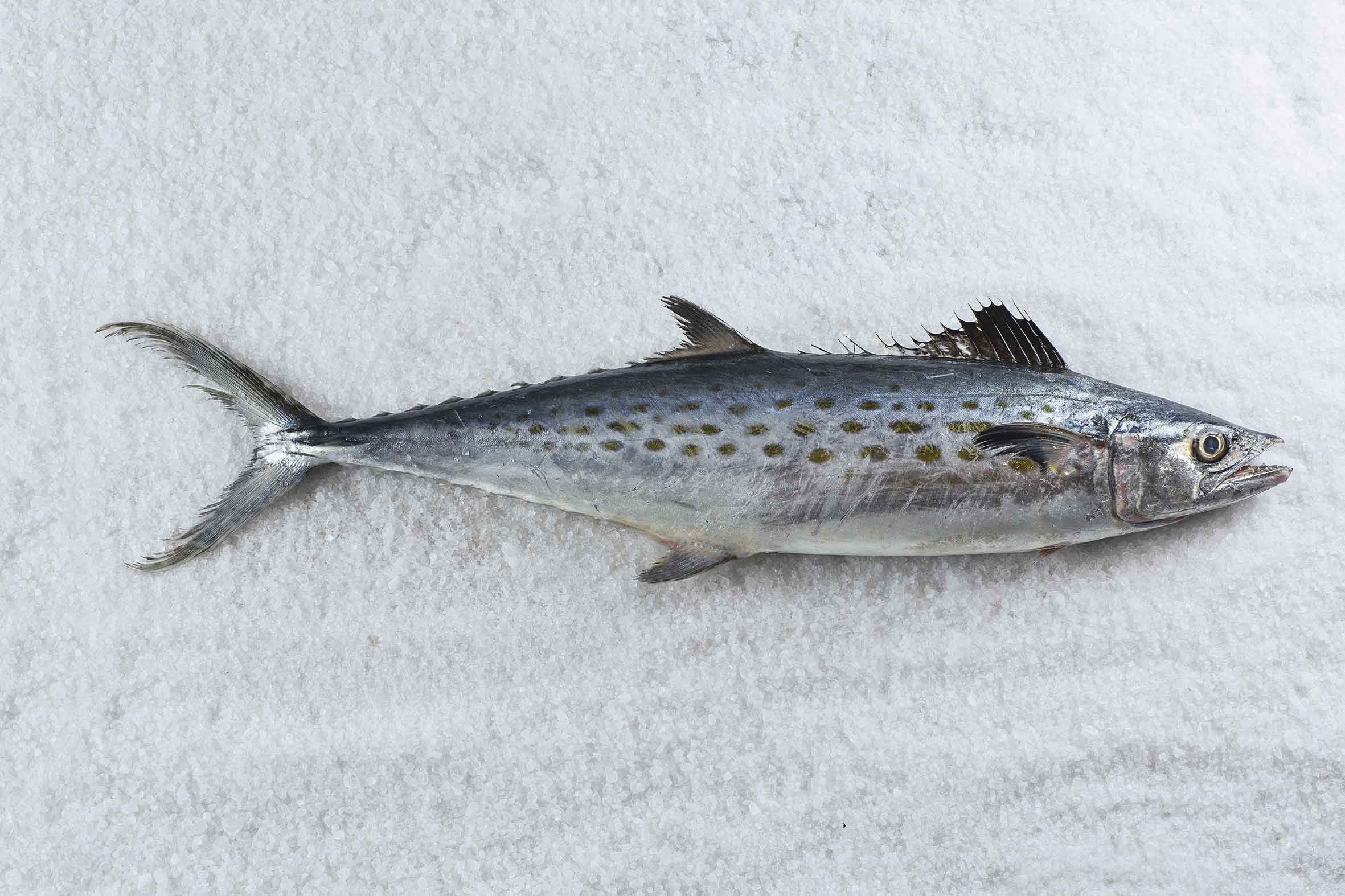 Serra Spanish Mackerel - Instituto Brasil a Gosto