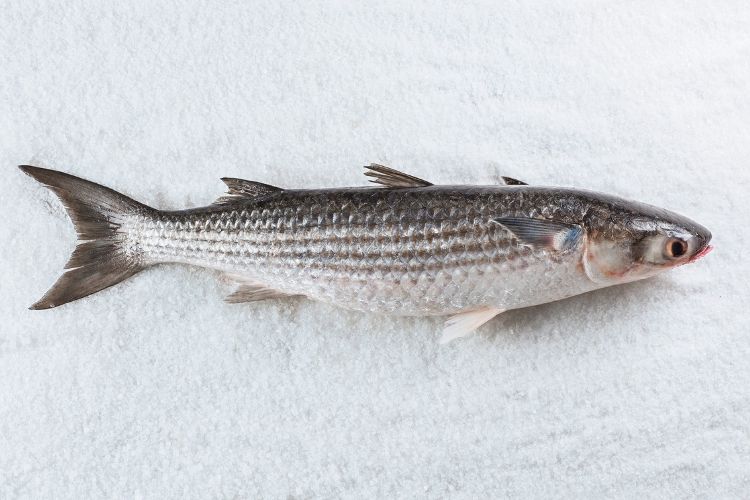 Tainha - Instituto Brasil a Gosto