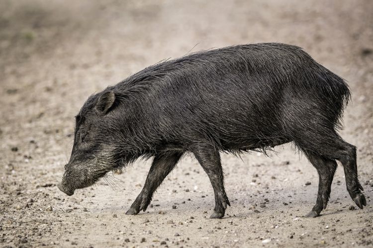 Queixada - Instituto Brasil a Gosto