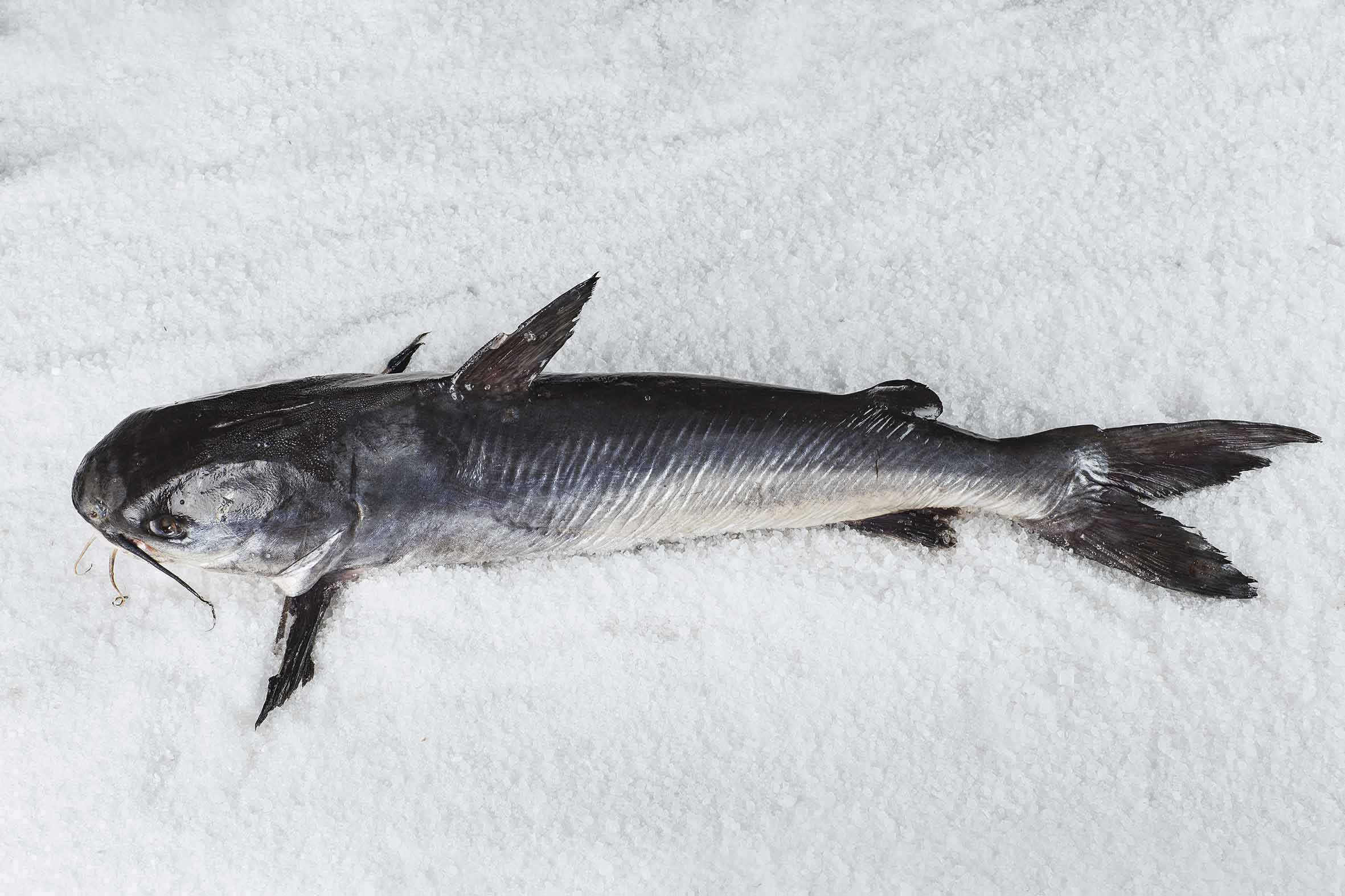 Bagre - Instituto Brasil a Gosto