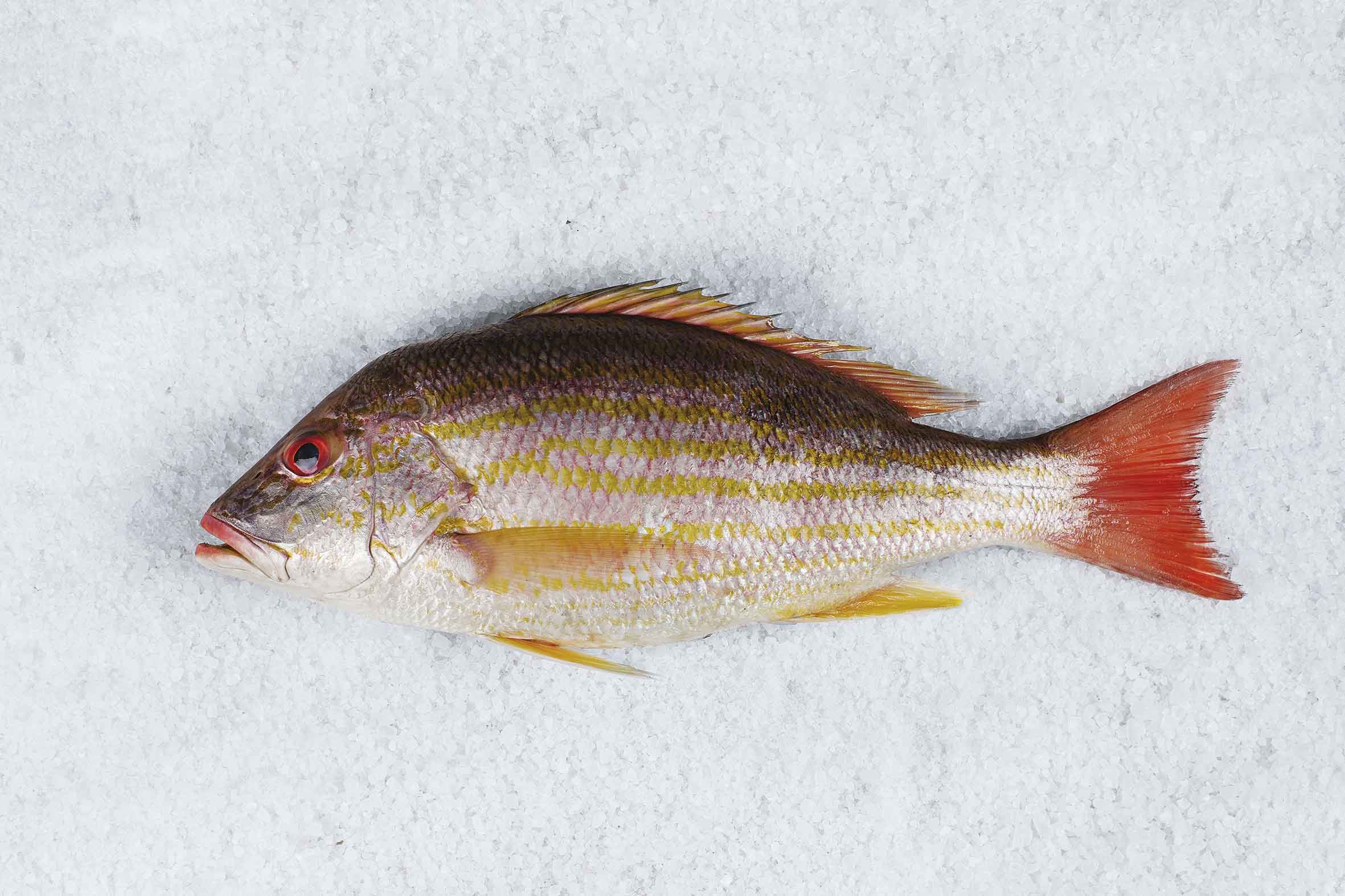 Cioba - Instituto Brasil a Gosto