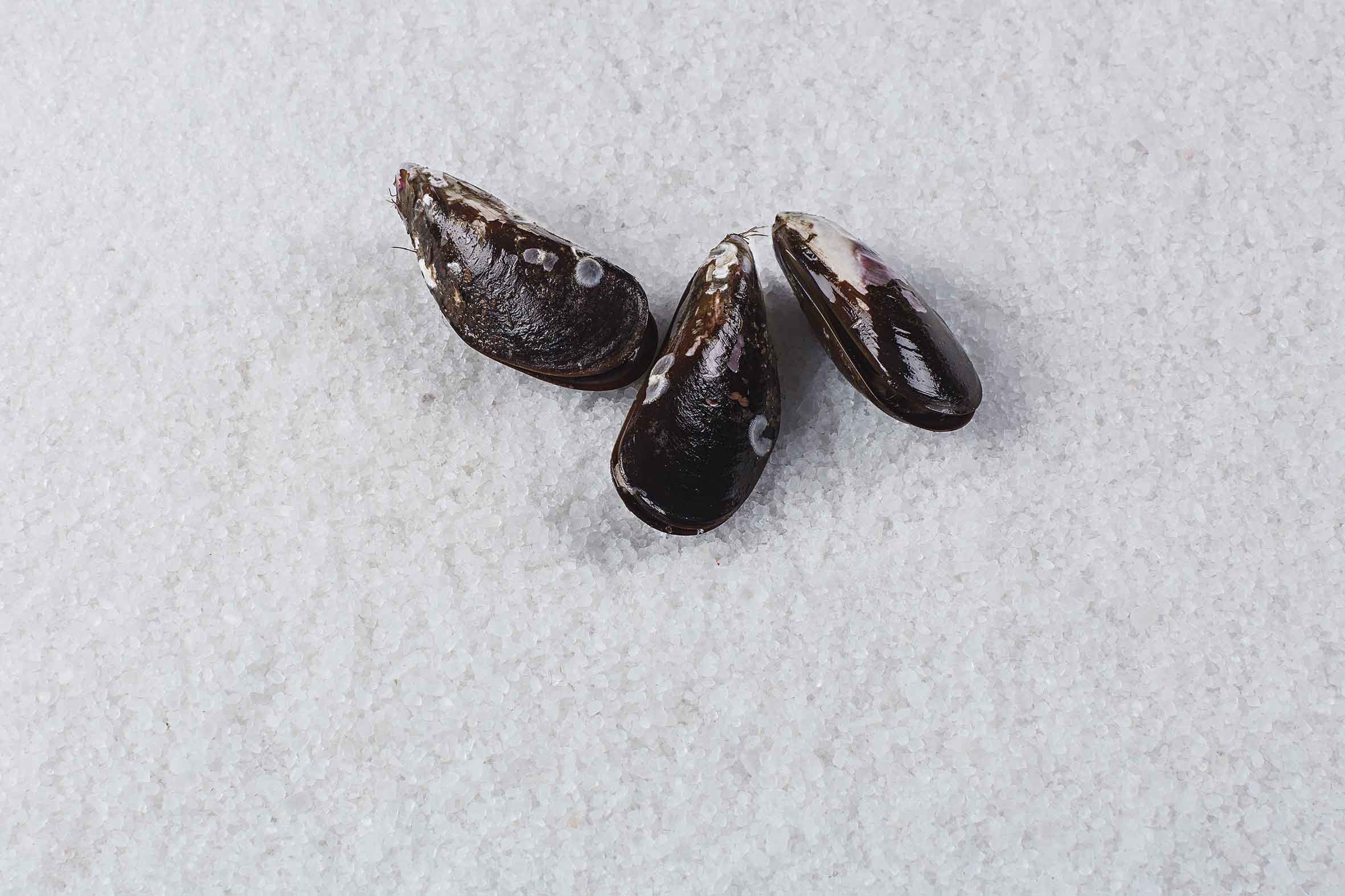 Mexilhão - Instituto Brasil a Gosto