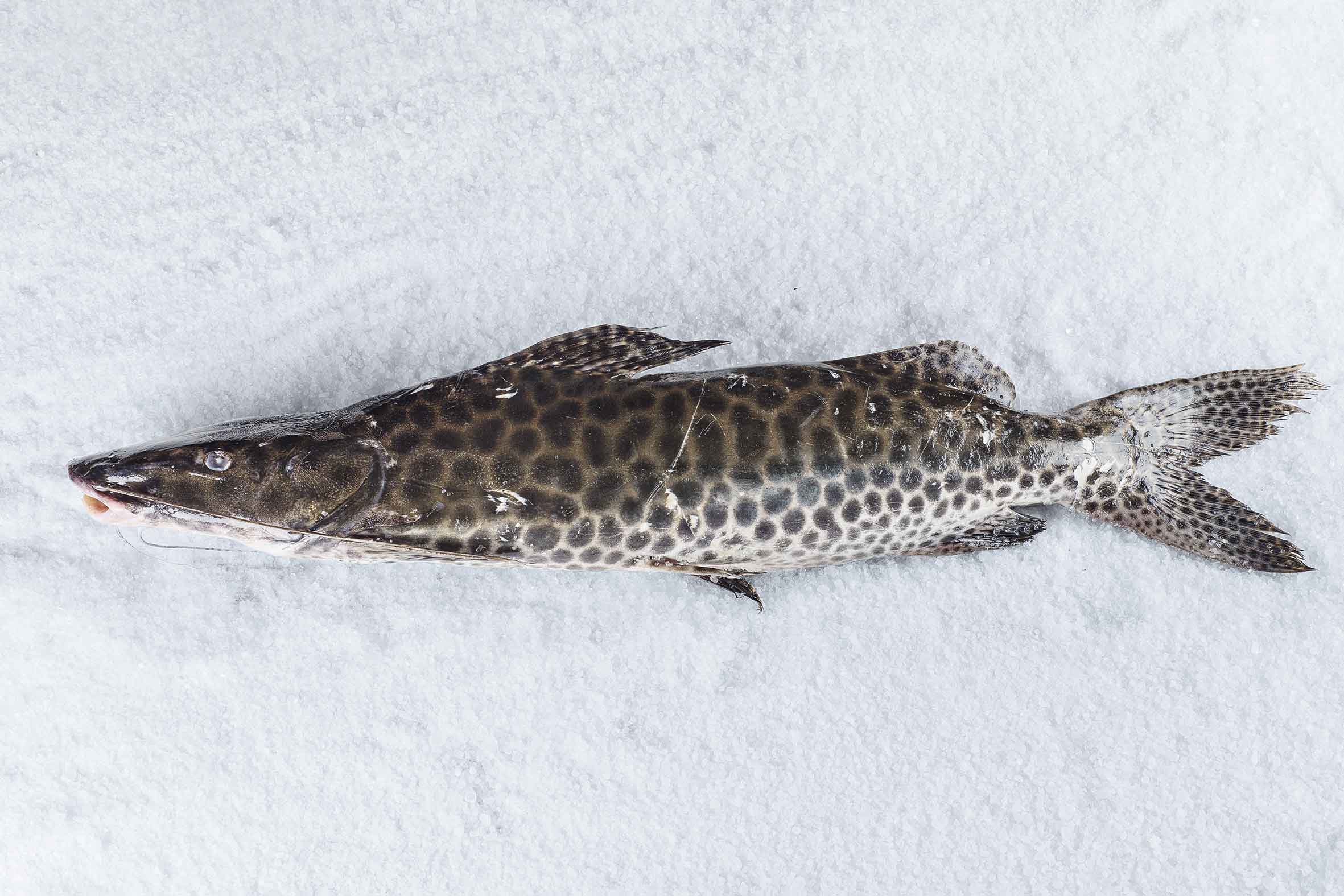 Spotted Sorubim - Instituto Brasil a Gosto