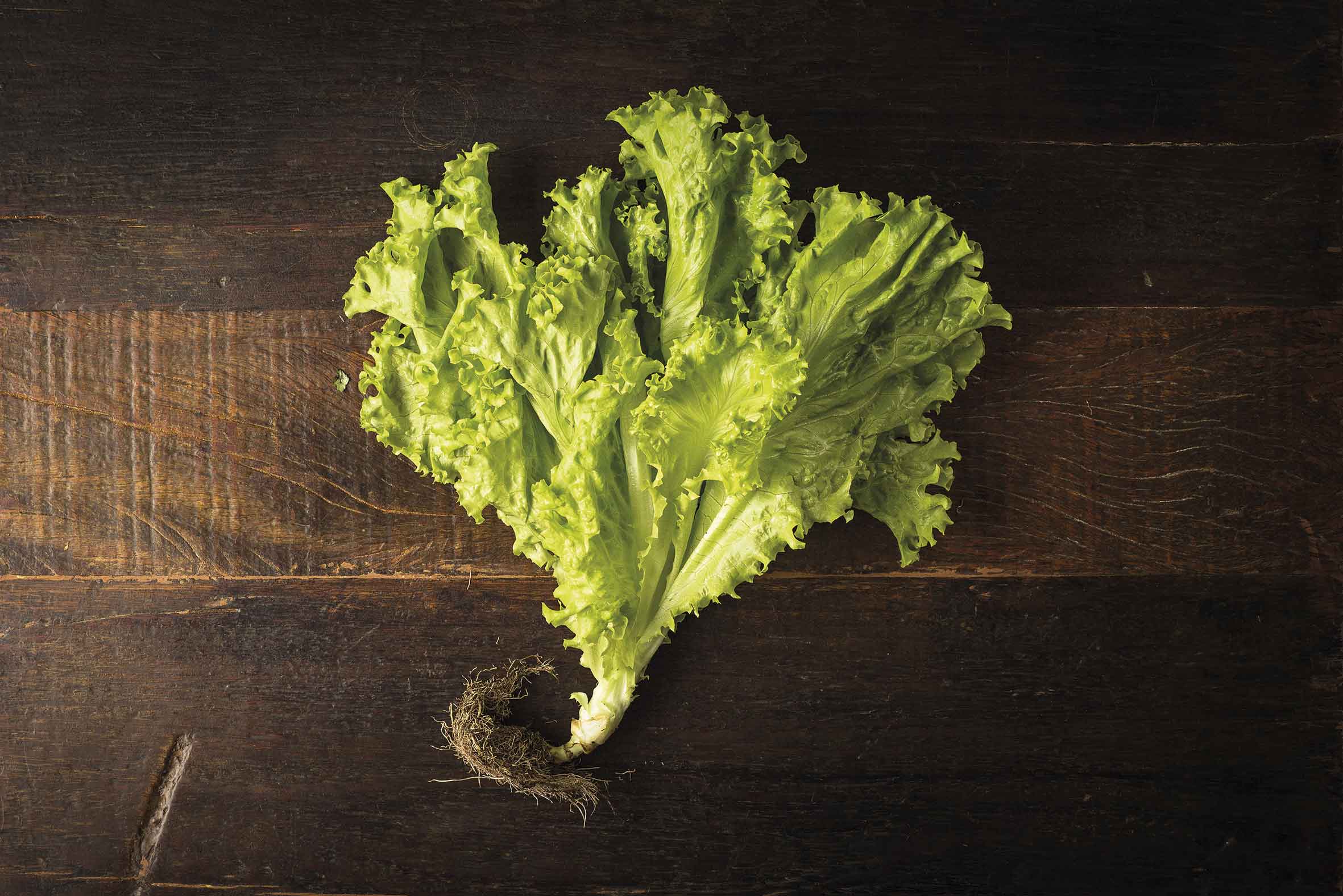 Alface Crespa - Instituto Brasil a Gosto