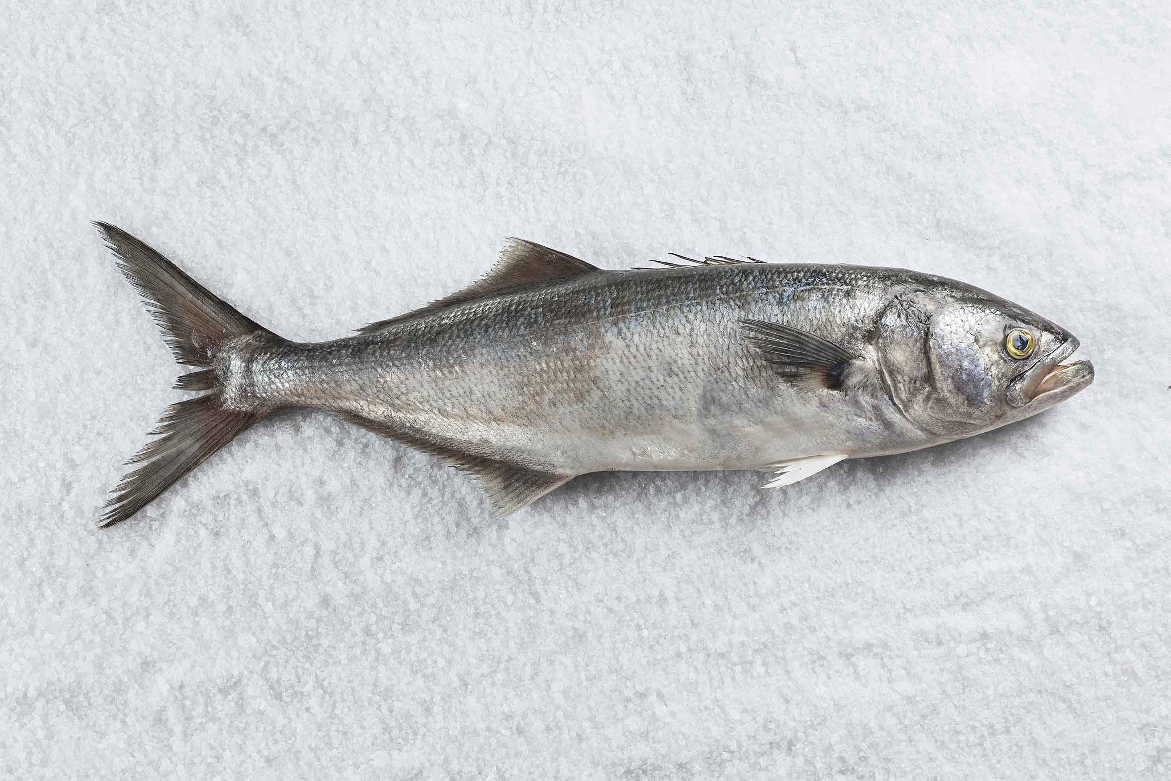 Anchova - Instituto Brasil a Gosto