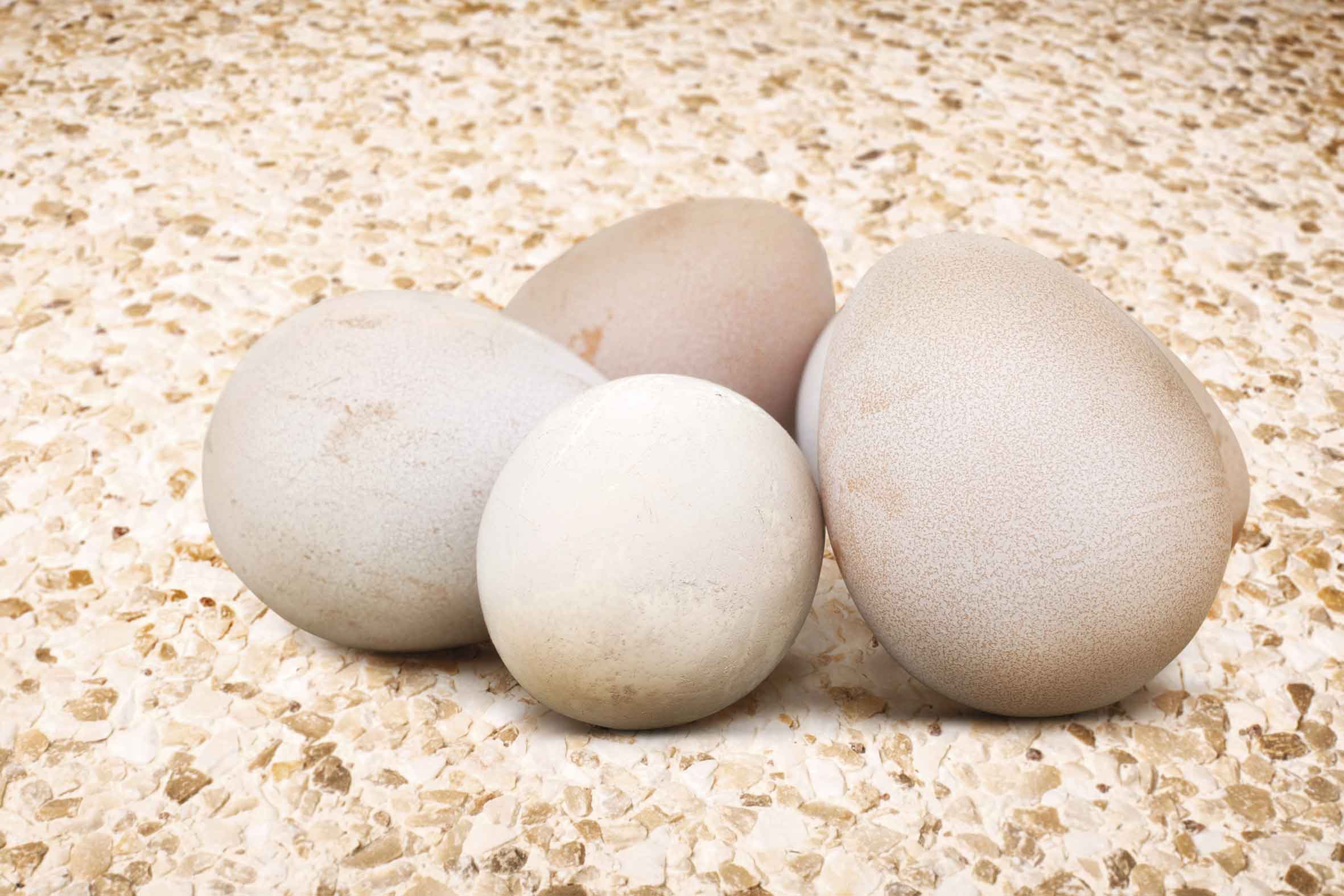 Ovo de Capote - Instituto Brasil a Gosto