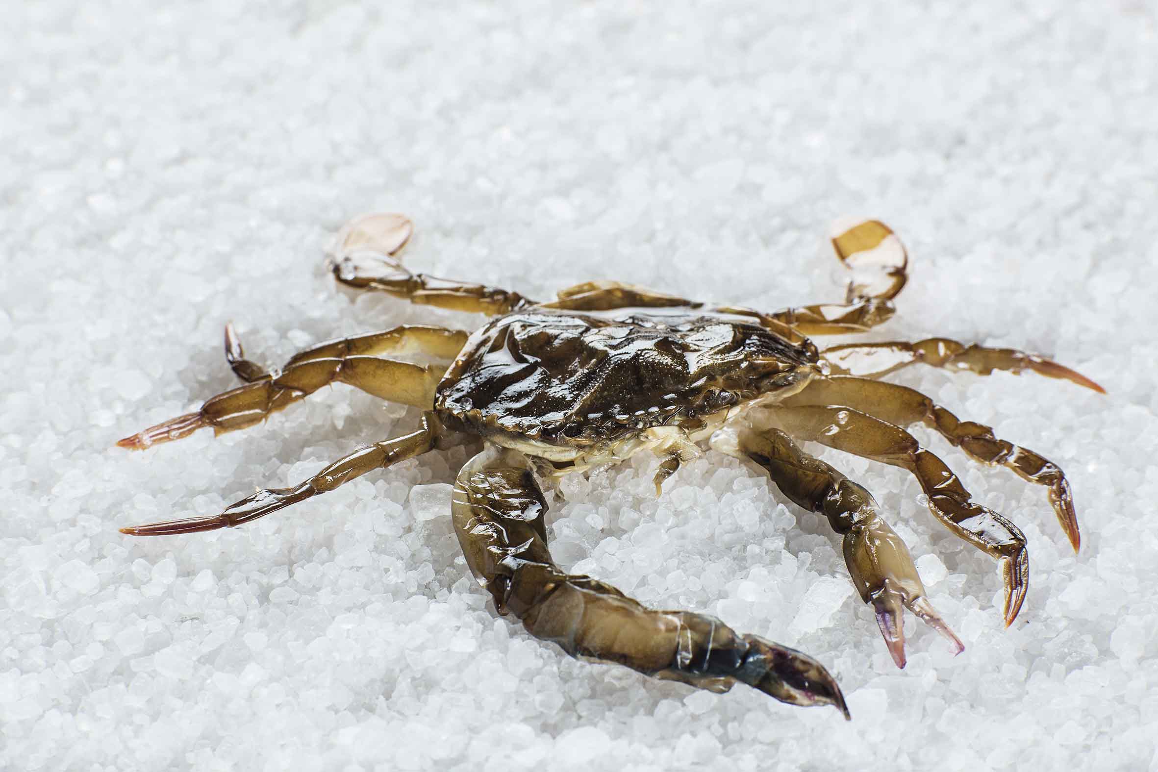 Siri Mole - Instituto Brasil a Gosto
