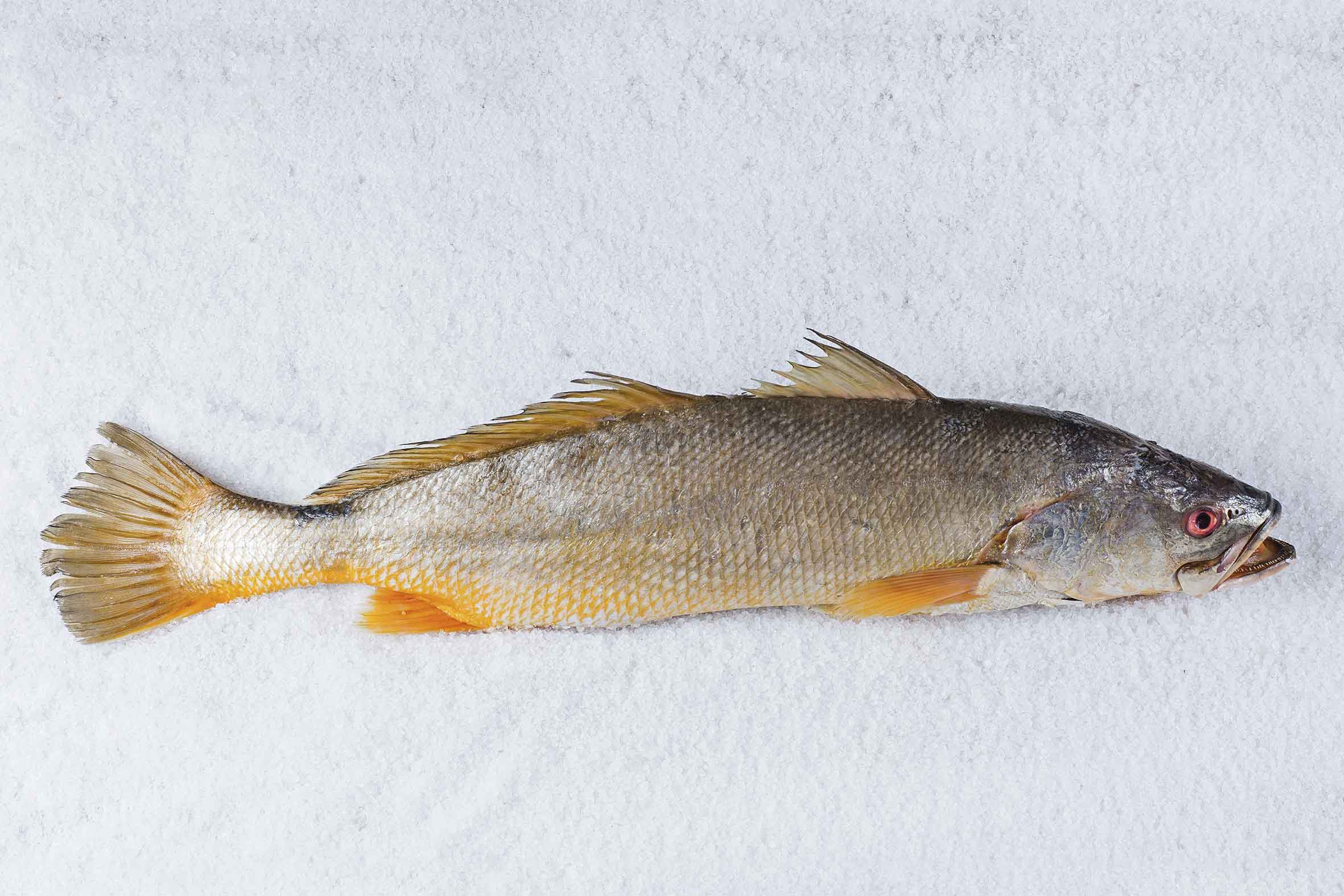 Pescada-Amarela - Instituto Brasil a Gosto