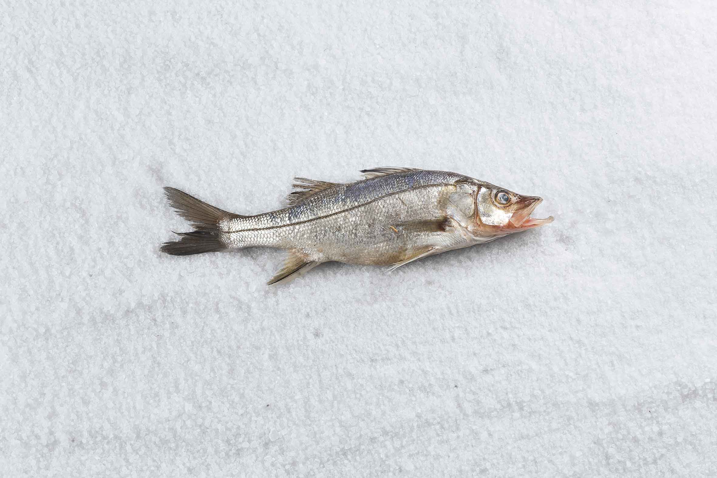 Robalo - Instituto Brasil a Gosto